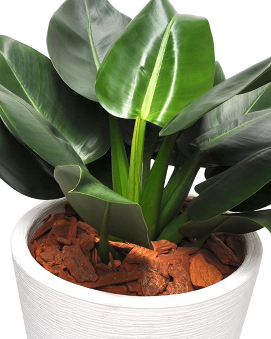 pacova - Casa de Valentina