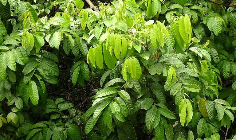 3-CEDRO BRANCO - Casa de Valentina