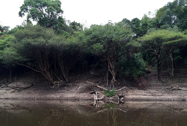 Papo de Paisagista – Amazônia e sua riqueza nas florestas de várzea ...